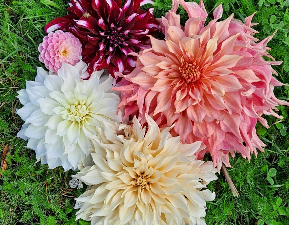 Daaliat 2023 – Ruukkupuutarha